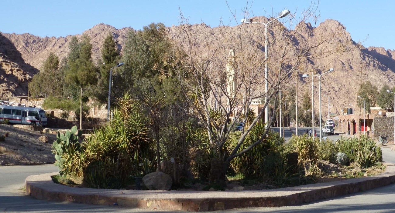 Conservation and ecological restoration - North Africa Trees