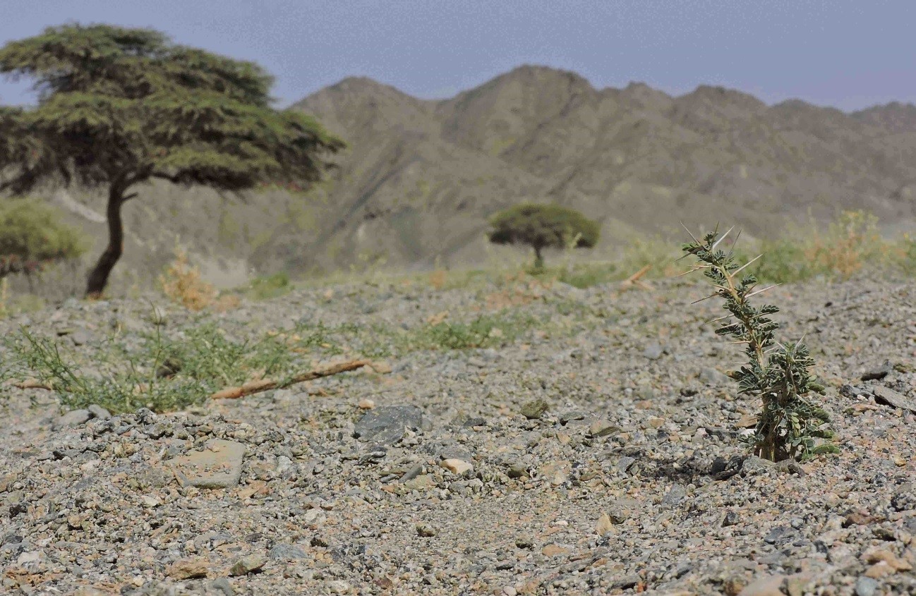 Conservation and ecological restoration - North Africa Trees