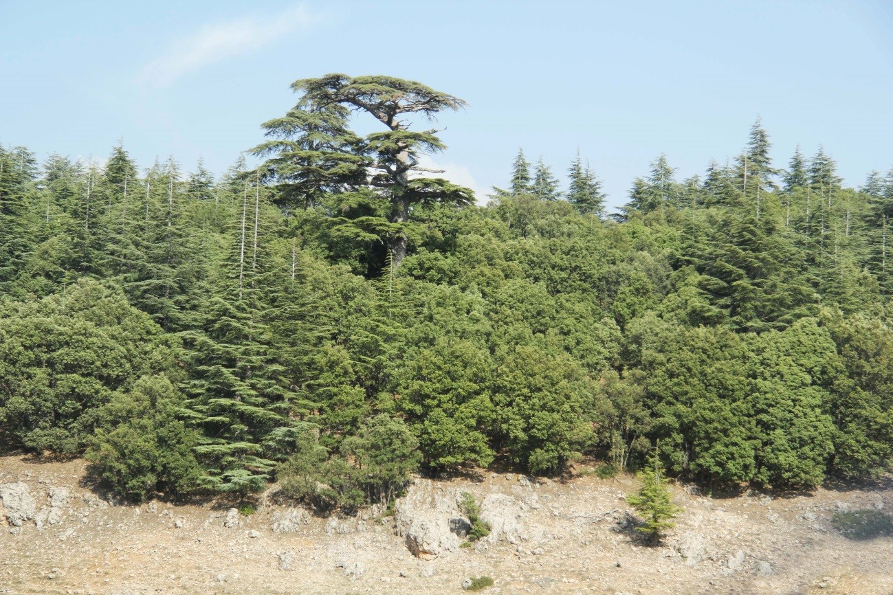 Conservation and ecological restoration - North Africa Trees