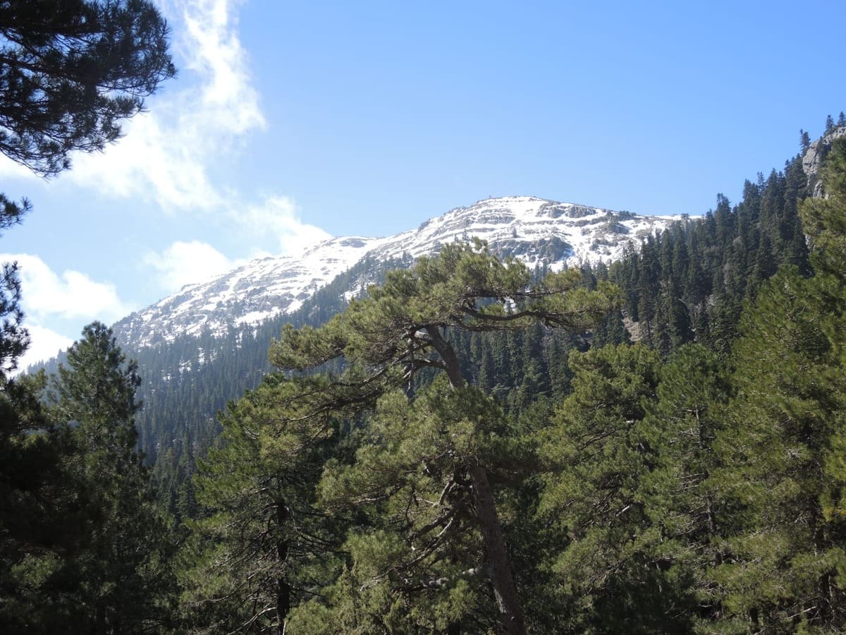Home - North Africa Trees