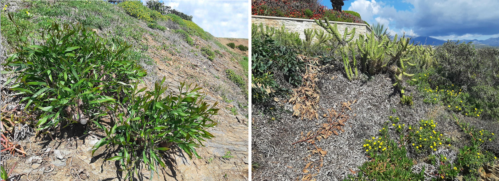 The impact of invasive alien species - North Africa Trees
